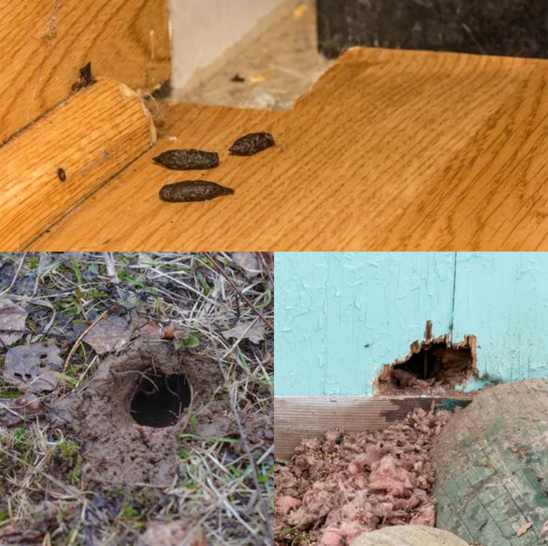 Rodent Control Sydney | 24/7 Service | Andy's Pest Control