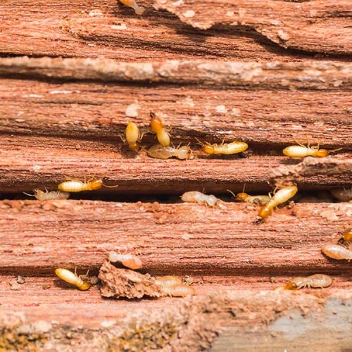 Things You Should Do To Prevent Termites In Your Home - Andy's Pest Control